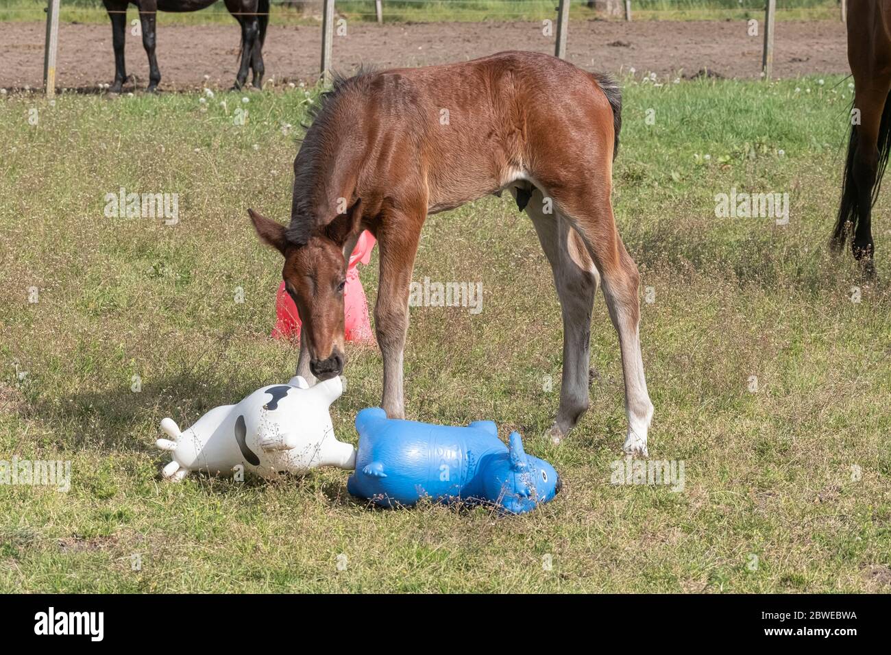 Brown stallion foal is playing with brightly colored rubber inflatable ...