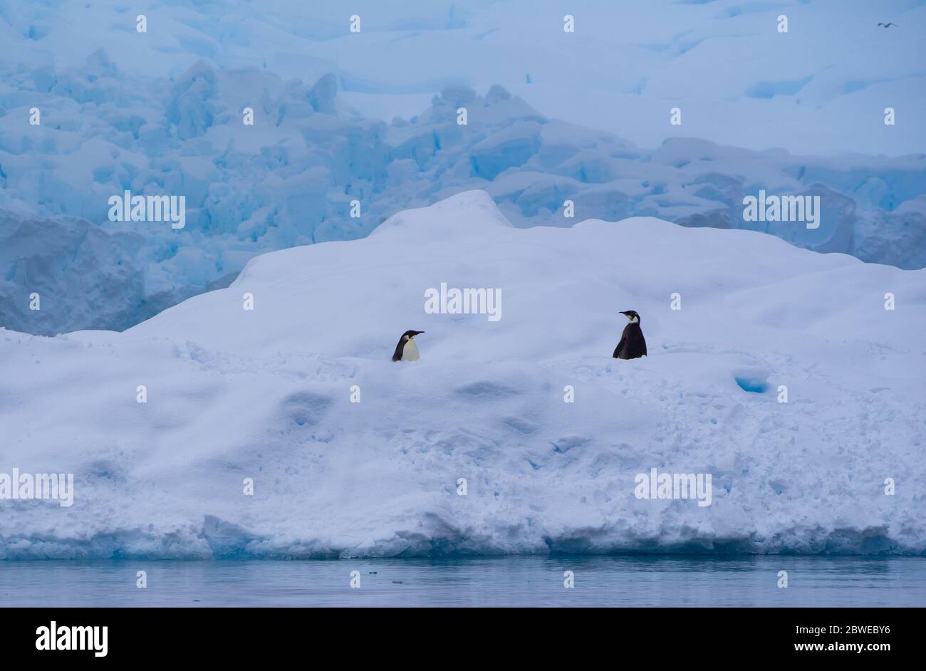 Emperor penguins on an iceberg with a glacier in the background Stock ...