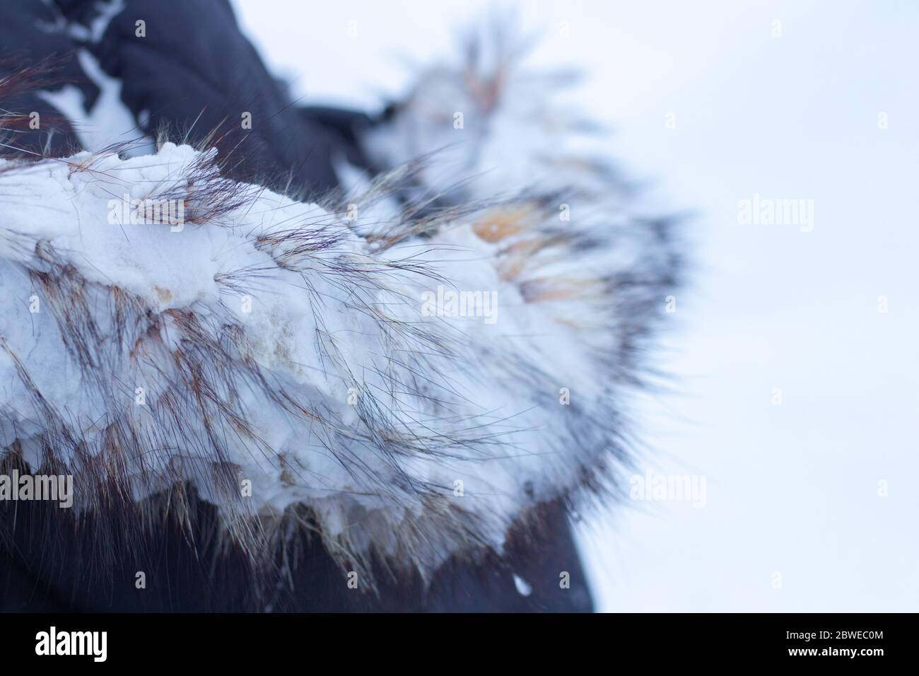 Jacket fur frozen and full of snow Stock Photo - Alamy