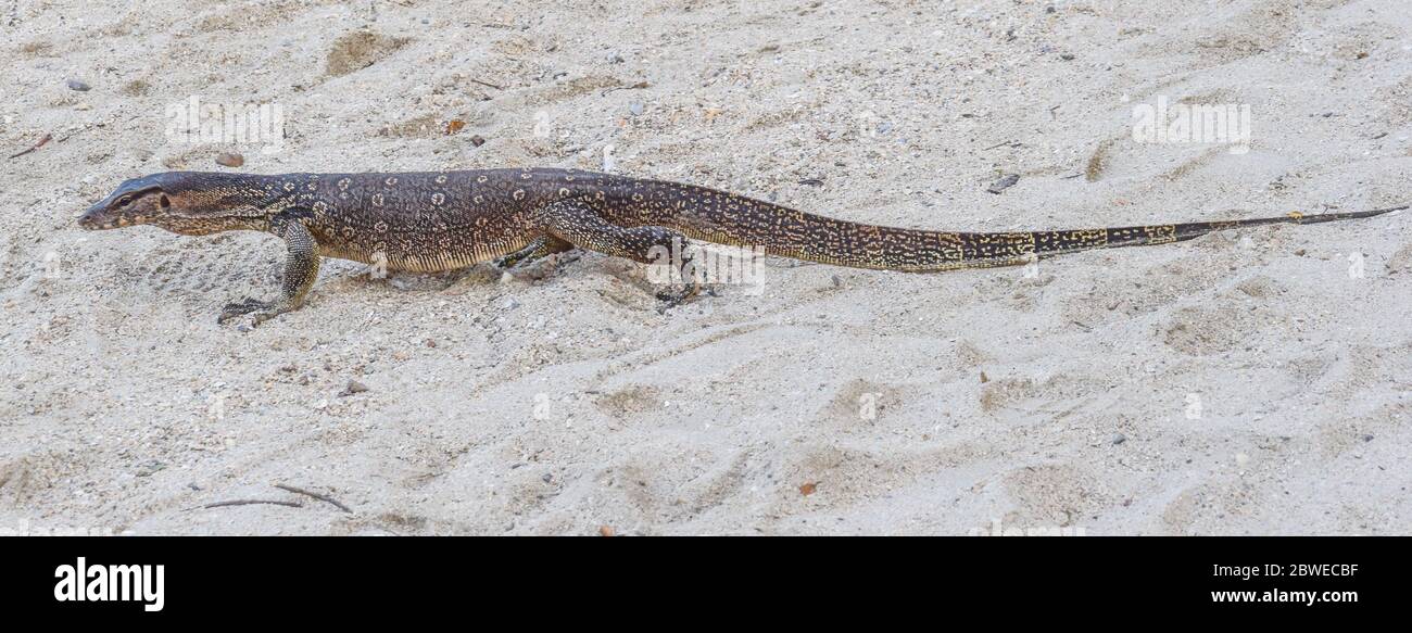 Asian water monitor teeth hi-res stock photography and images - Alamy