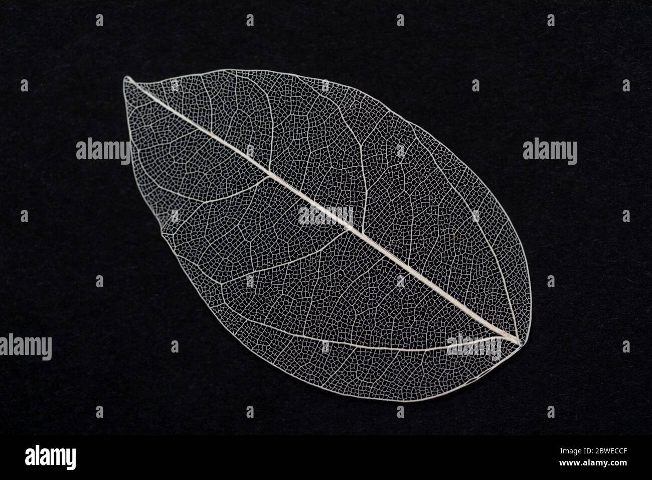 Skeletonized leaf of a plant. Natural materials for crafts. Top view ...