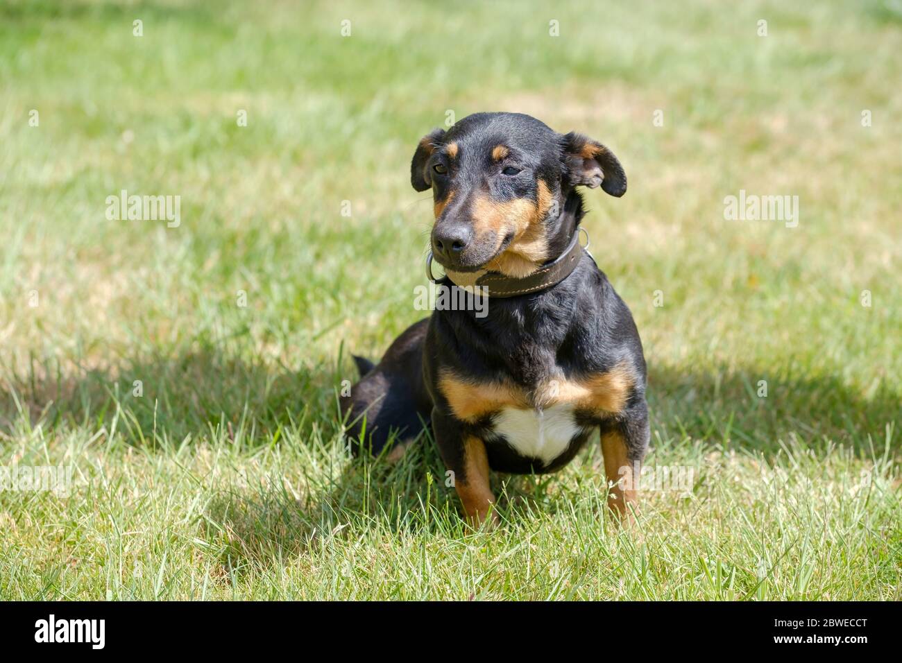 Black and tan Jack Russell Terrier posing in full body, sits in the ...