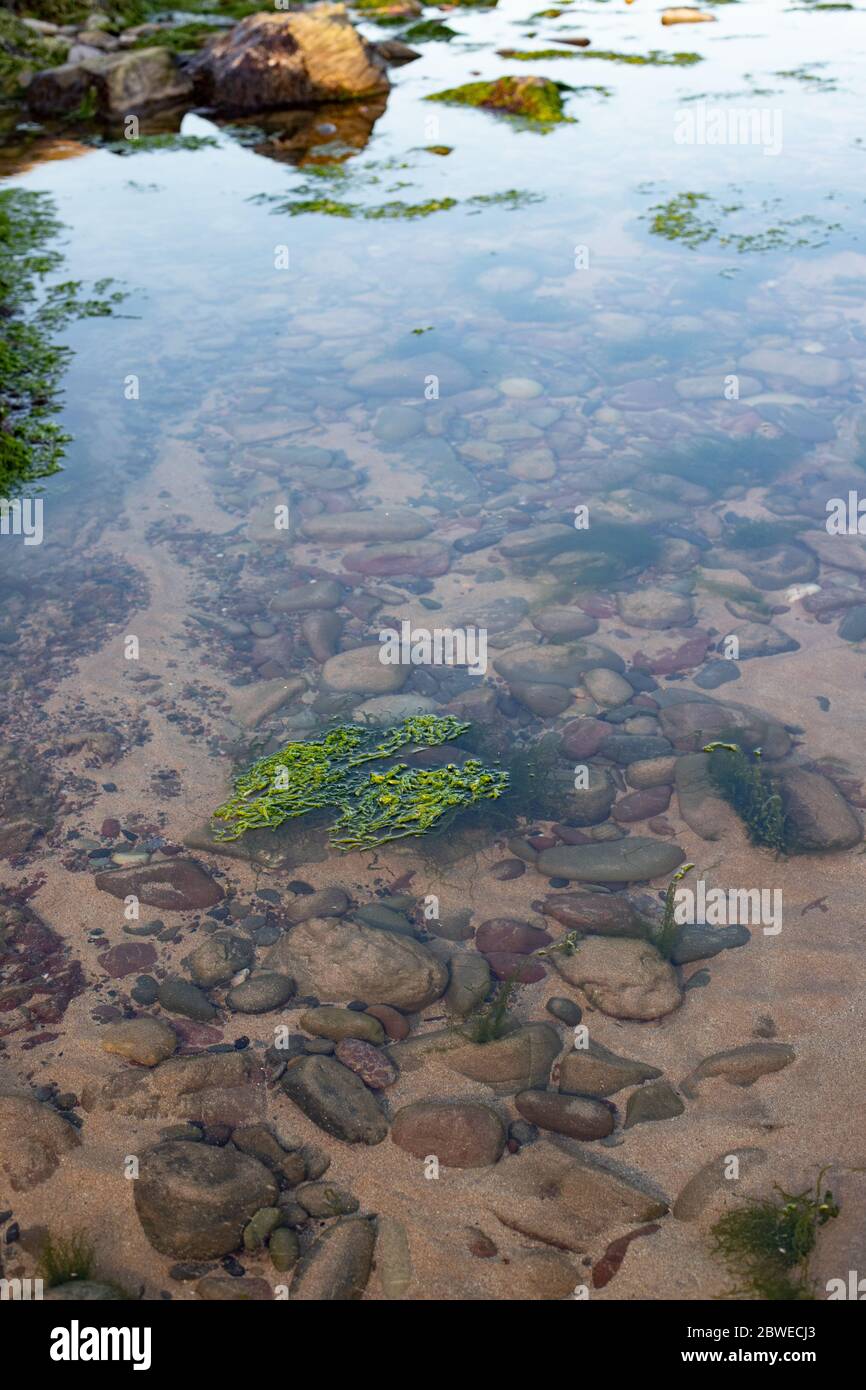 Rock pool ecosystem hi-res stock photography and images - Alamy