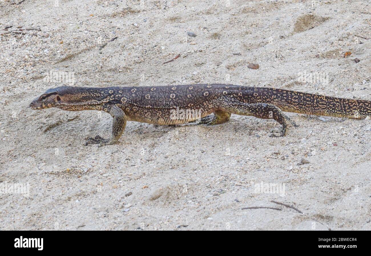Asian water monitor teeth hi-res stock photography and images - Alamy