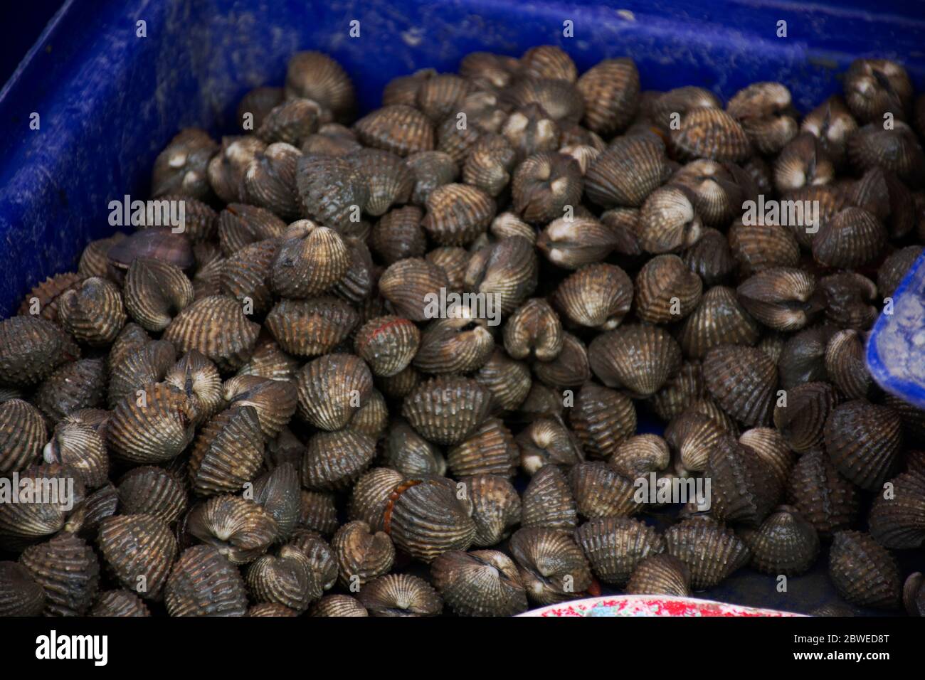 Cockles in plastic tank for sale customer in local market seafood shop ...