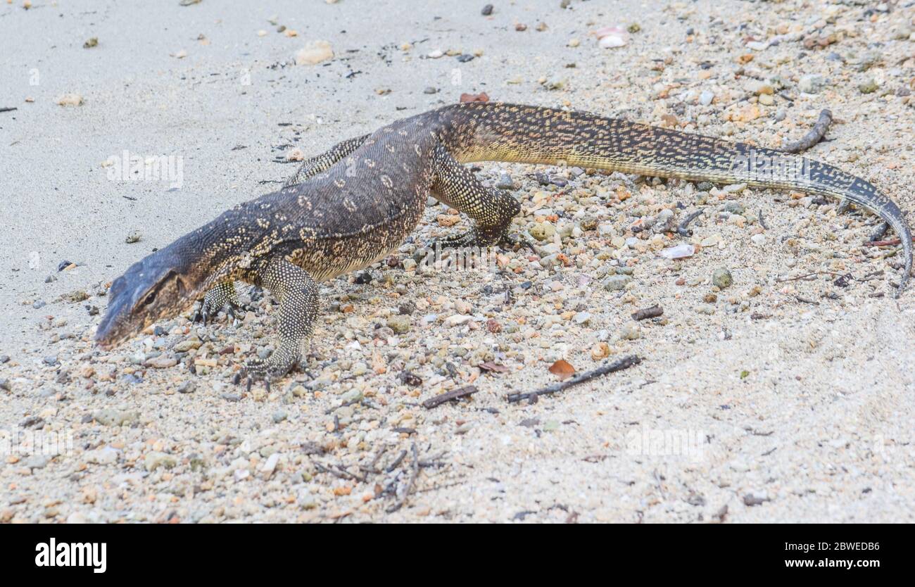 Asian water monitor teeth hi-res stock photography and images - Alamy