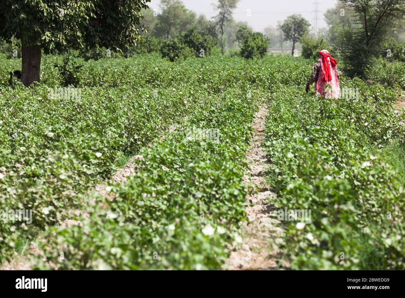 Punjab farm hi-res stock photography and images - Alamy