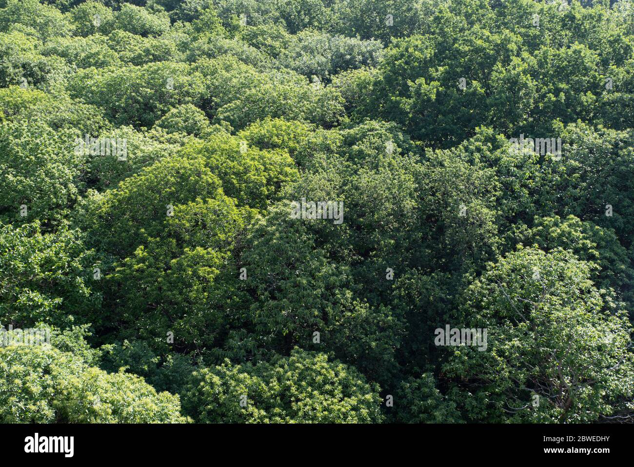 Texture of European forest canopy in springtime Stock Photo - Alamy