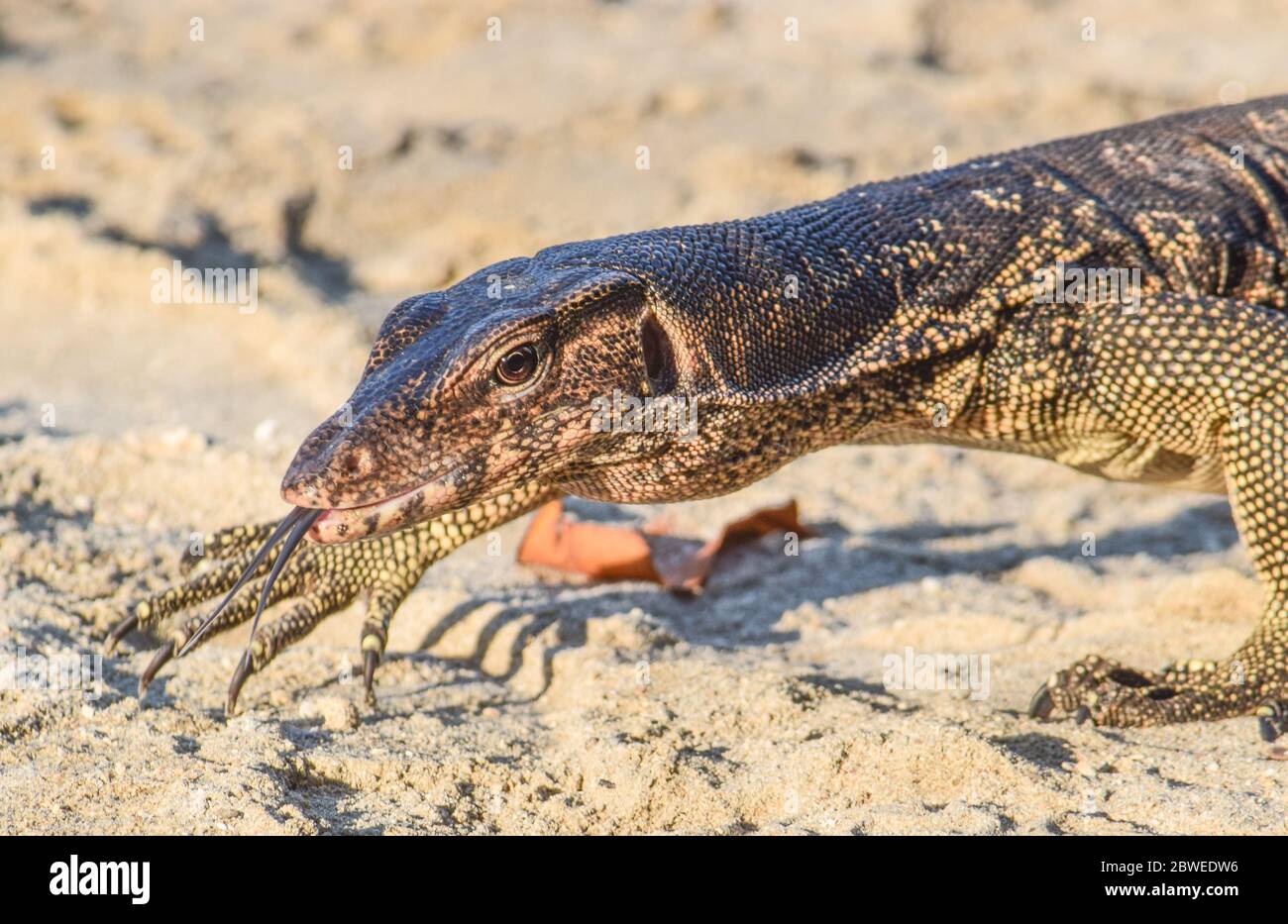 Asian water monitor teeth hi-res stock photography and images - Alamy