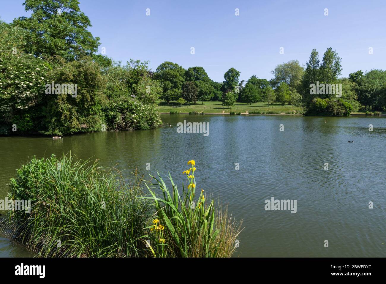 A view across the lake in early summer, Abington Park, Northampton, UK ...