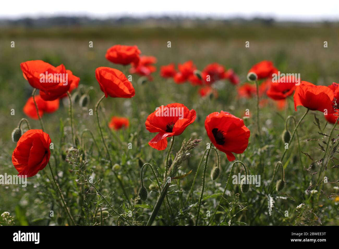 Poppies in bloom in fields of crops in Kilcullen, Co Kildare Stock ...