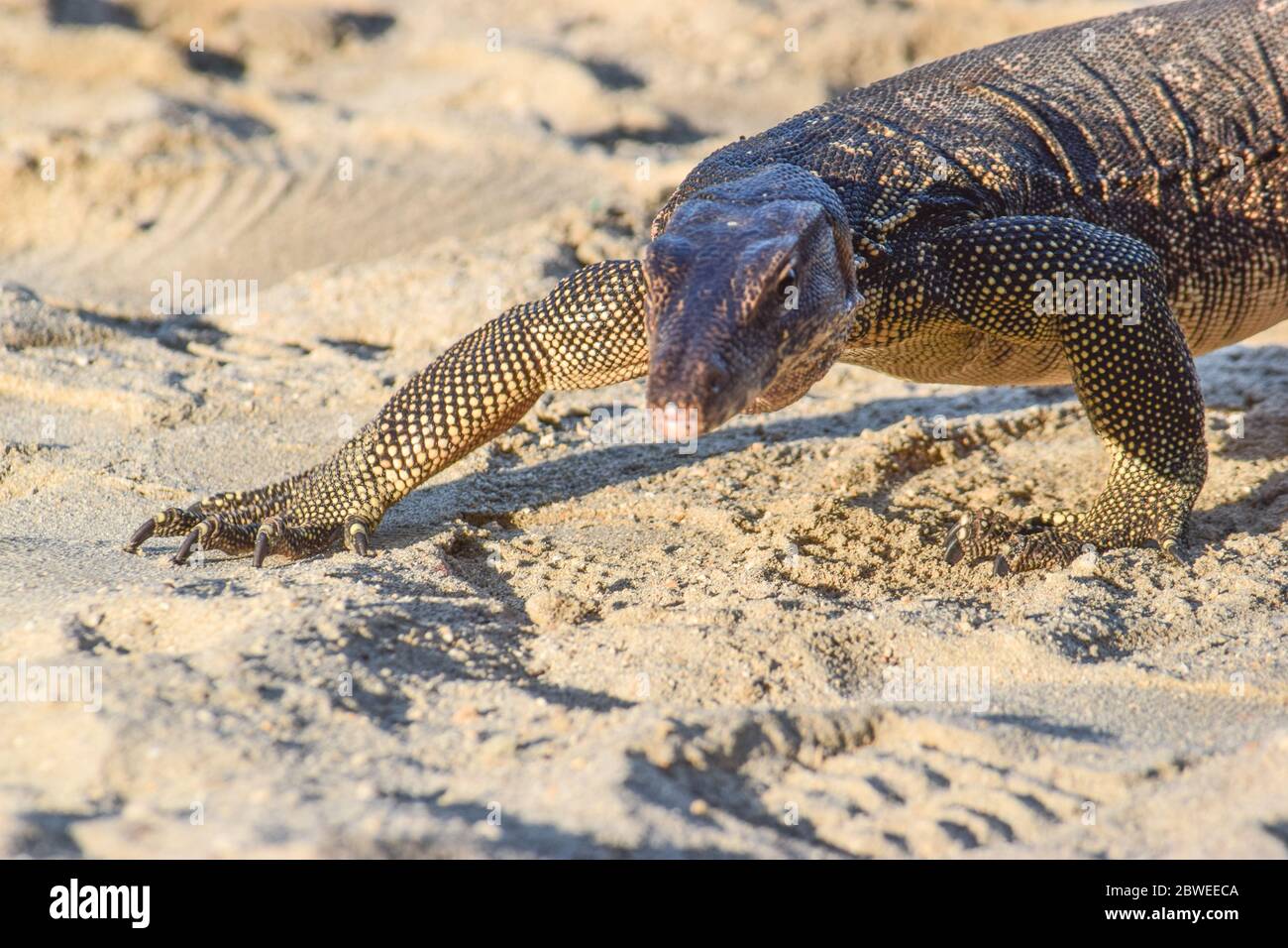 Asian water monitor teeth hi-res stock photography and images - Alamy
