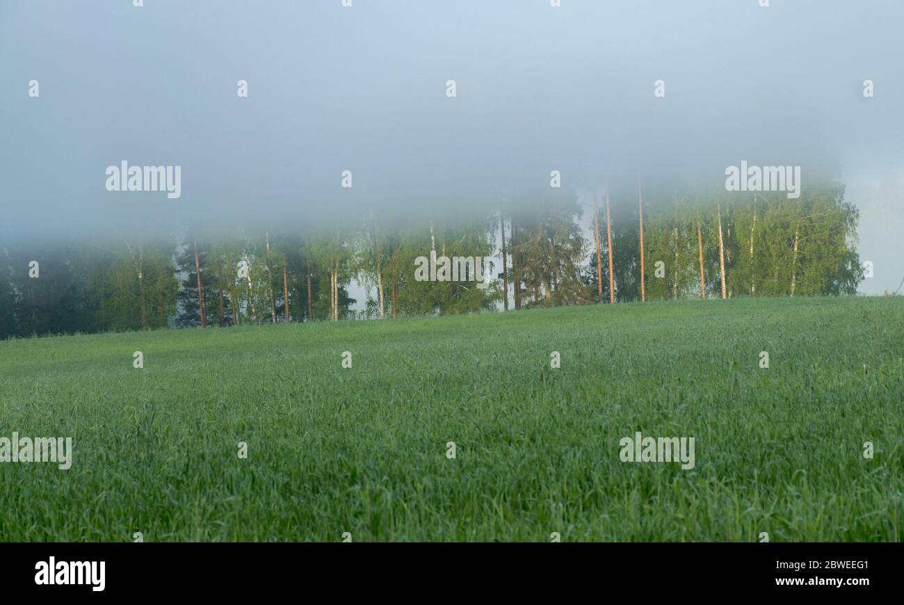 interesting fog landscape with trees, green field in the foreground, fog over the tops of trees ...