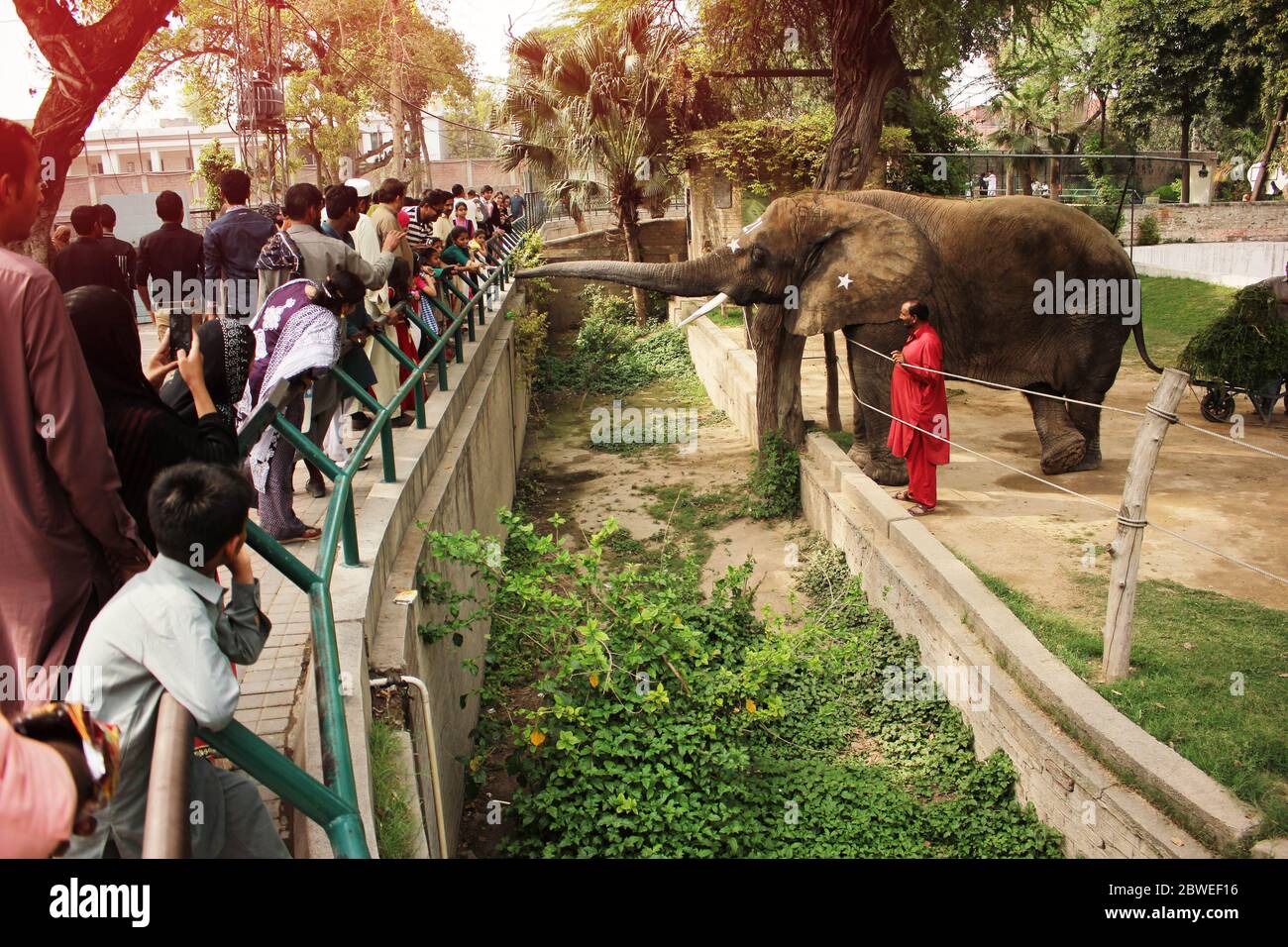 People are feeding an elephant SUZI in the Lahore zoo, Punjab, Pakistan ...