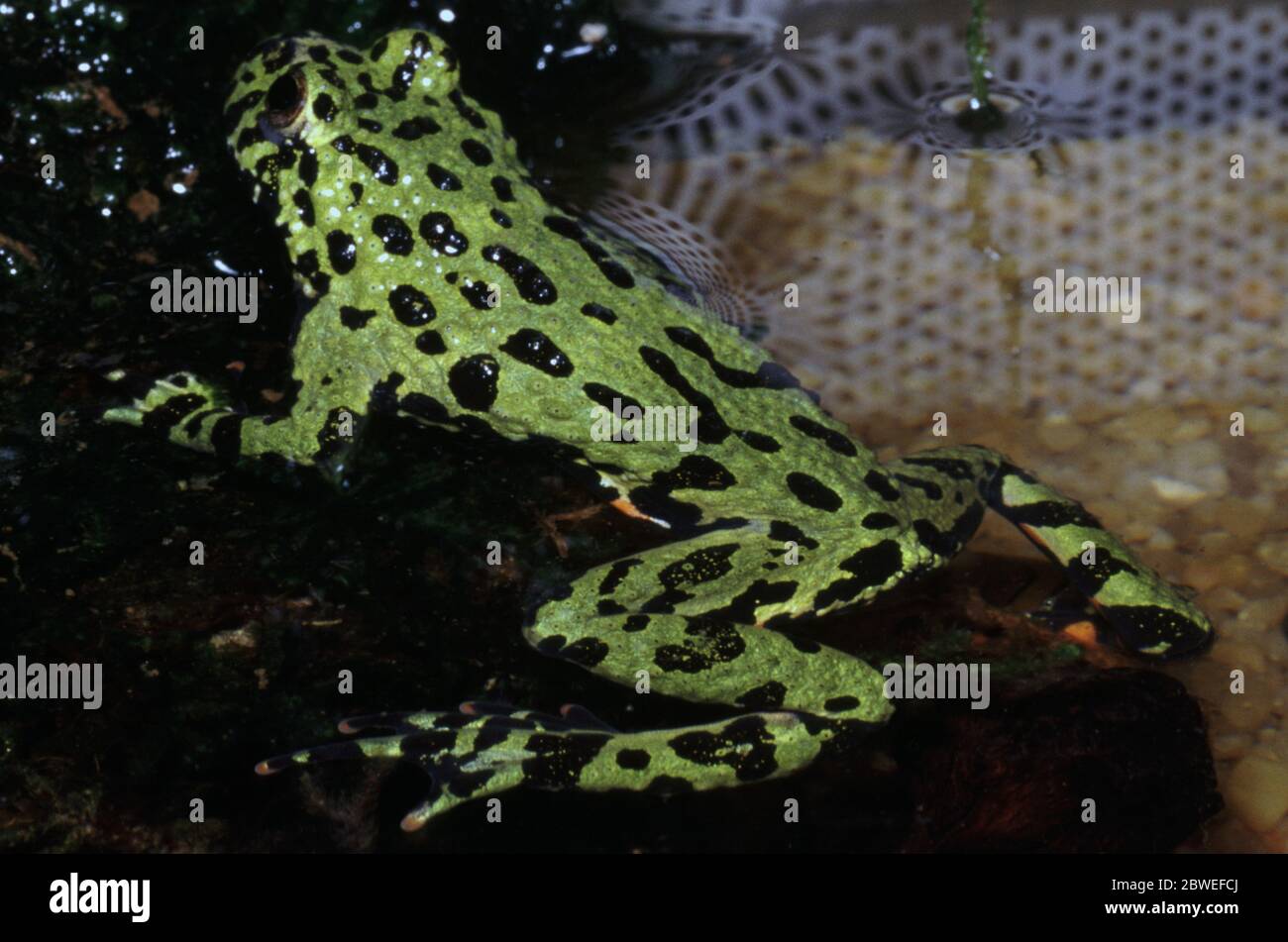 Oriental fire-bellied toad, Bombina orientalis Stock Photo - Alamy