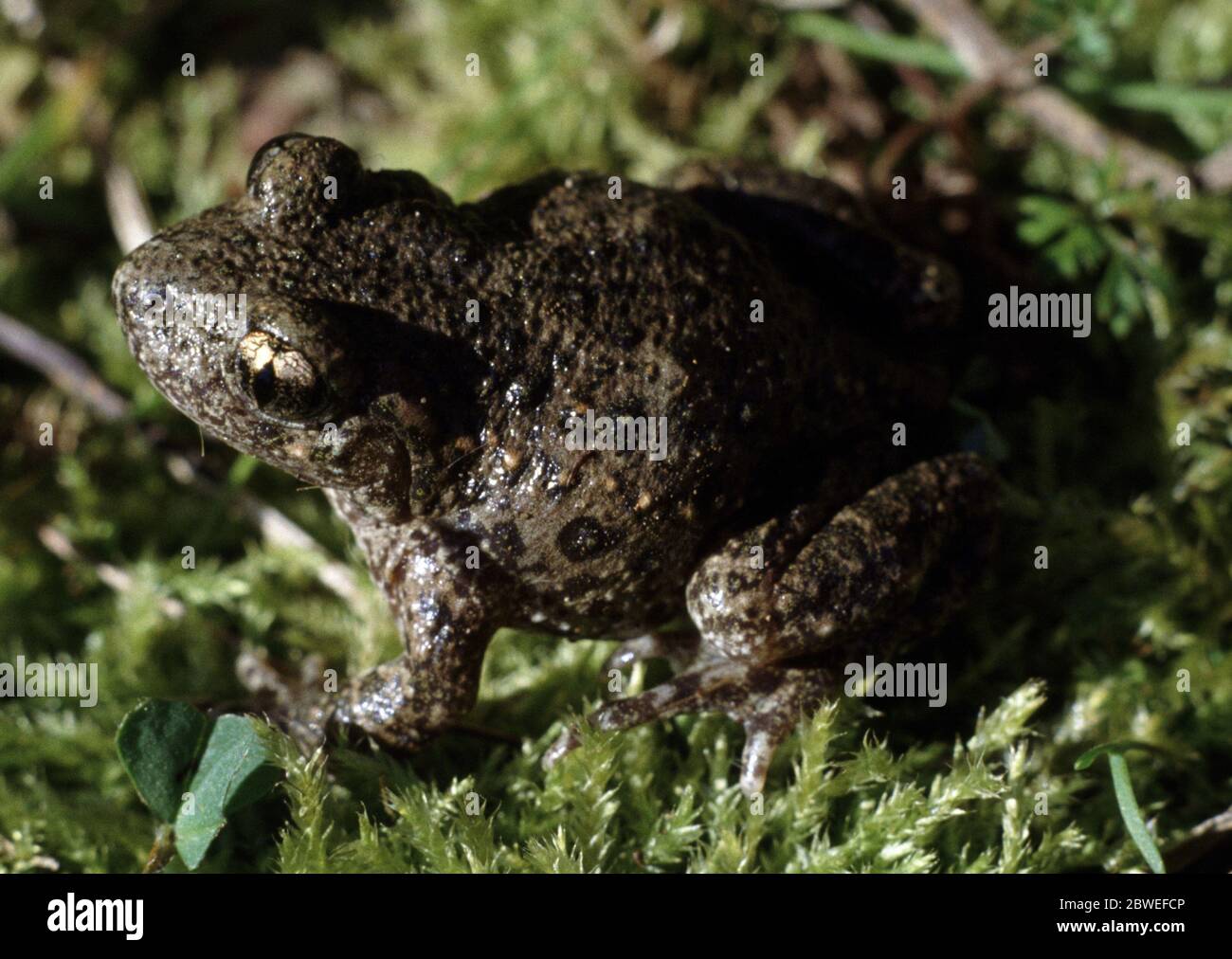 Midwife toad hi-res stock photography and images - Alamy