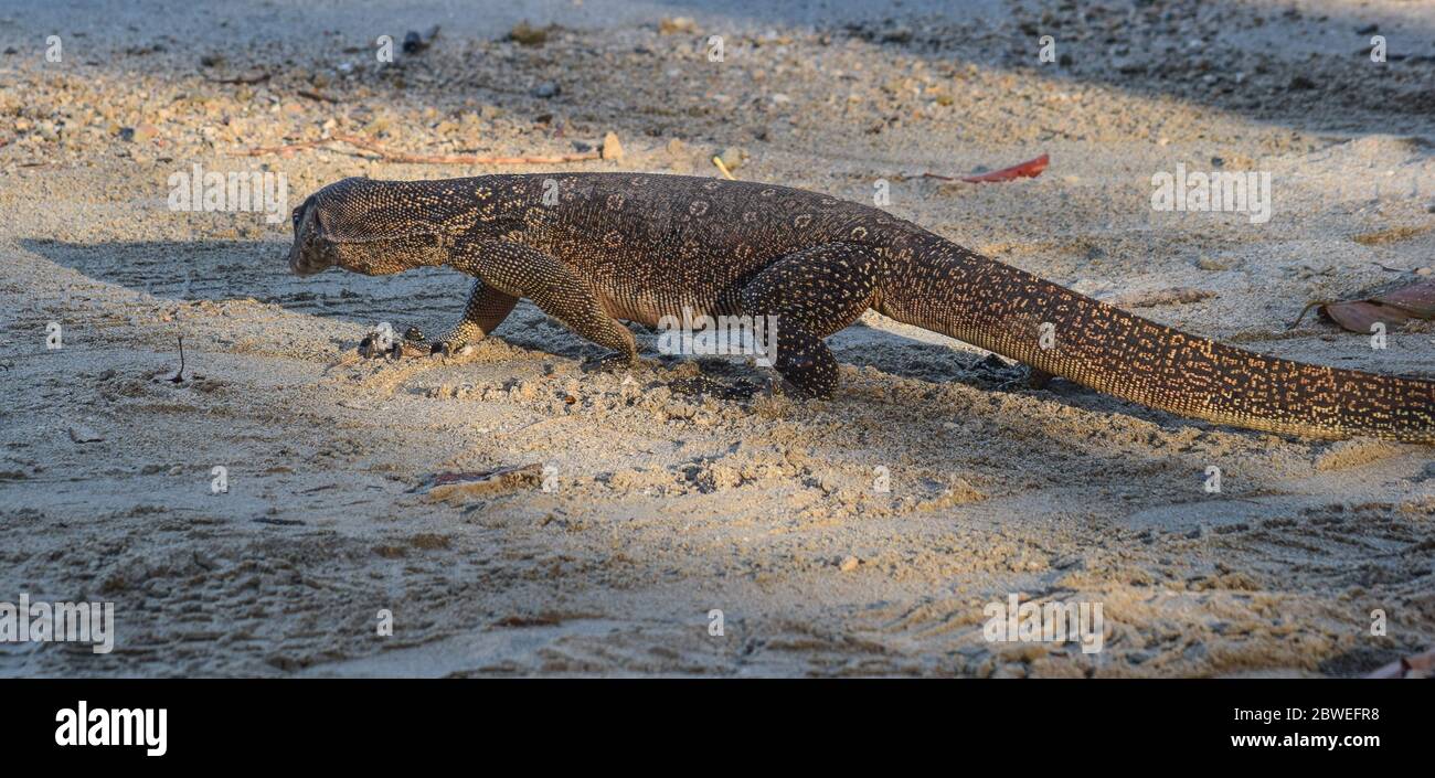 Asian water monitor teeth hi-res stock photography and images - Alamy