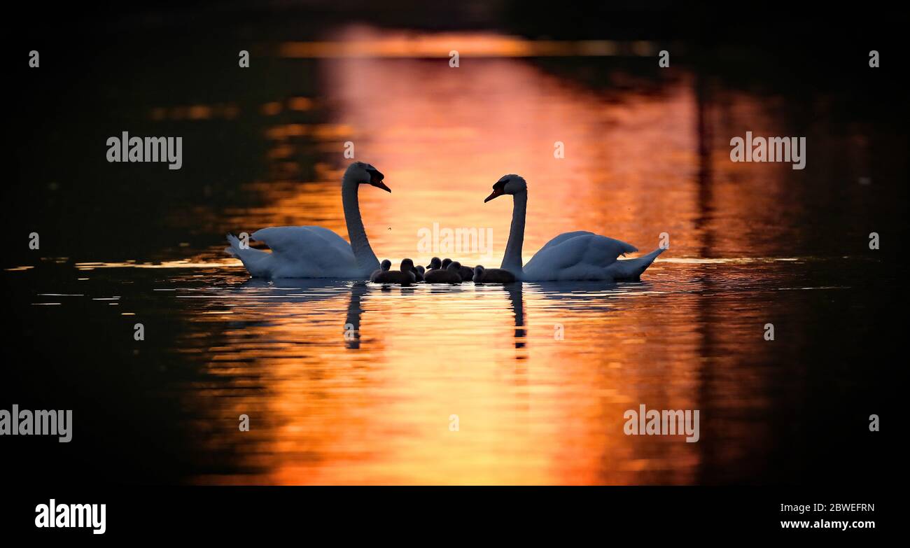 A general view of swans and cygnets as the sun sets on the Grand Canal ...