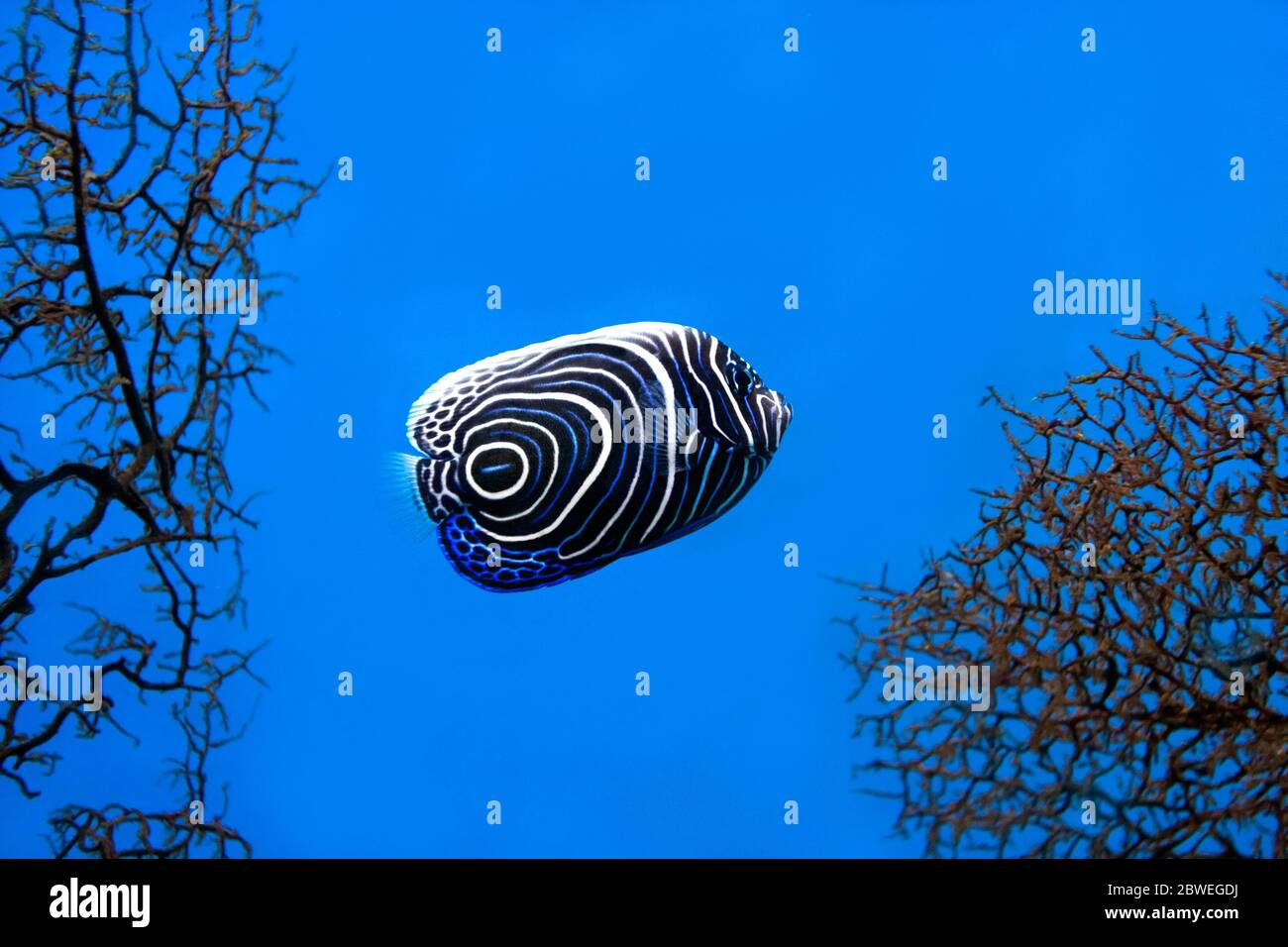 Juvenile Emperor Angel fish in the Red Sea near corals Stock Photo - Alamy