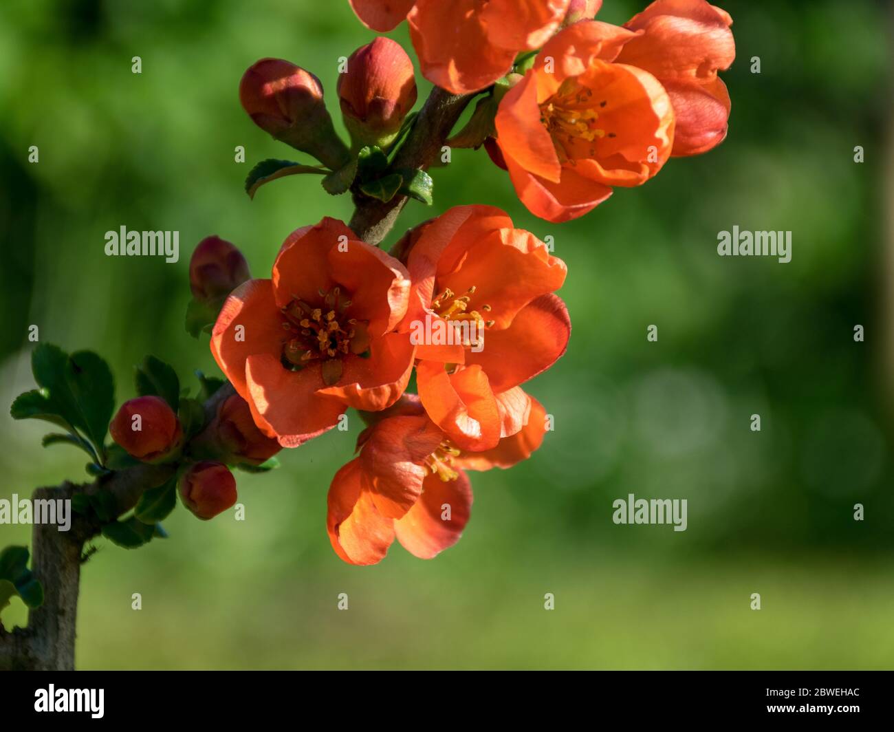 Quince bush hi-res stock photography and images - Alamy