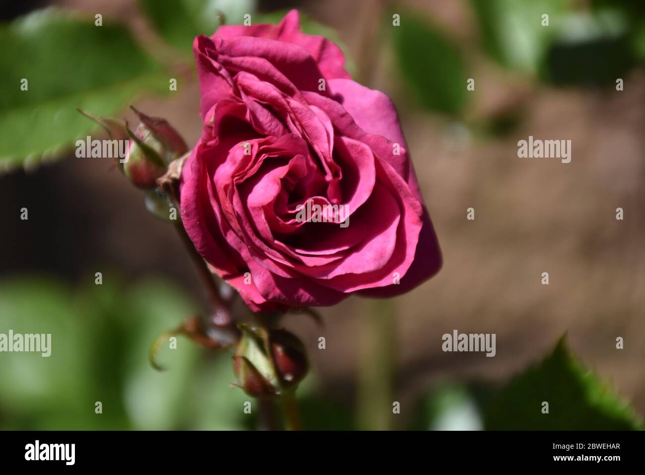 A single garden pink rose - England, UK Stock Photo - Alamy