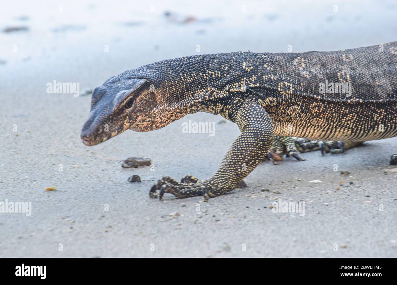 Asian water monitor teeth hi-res stock photography and images - Alamy