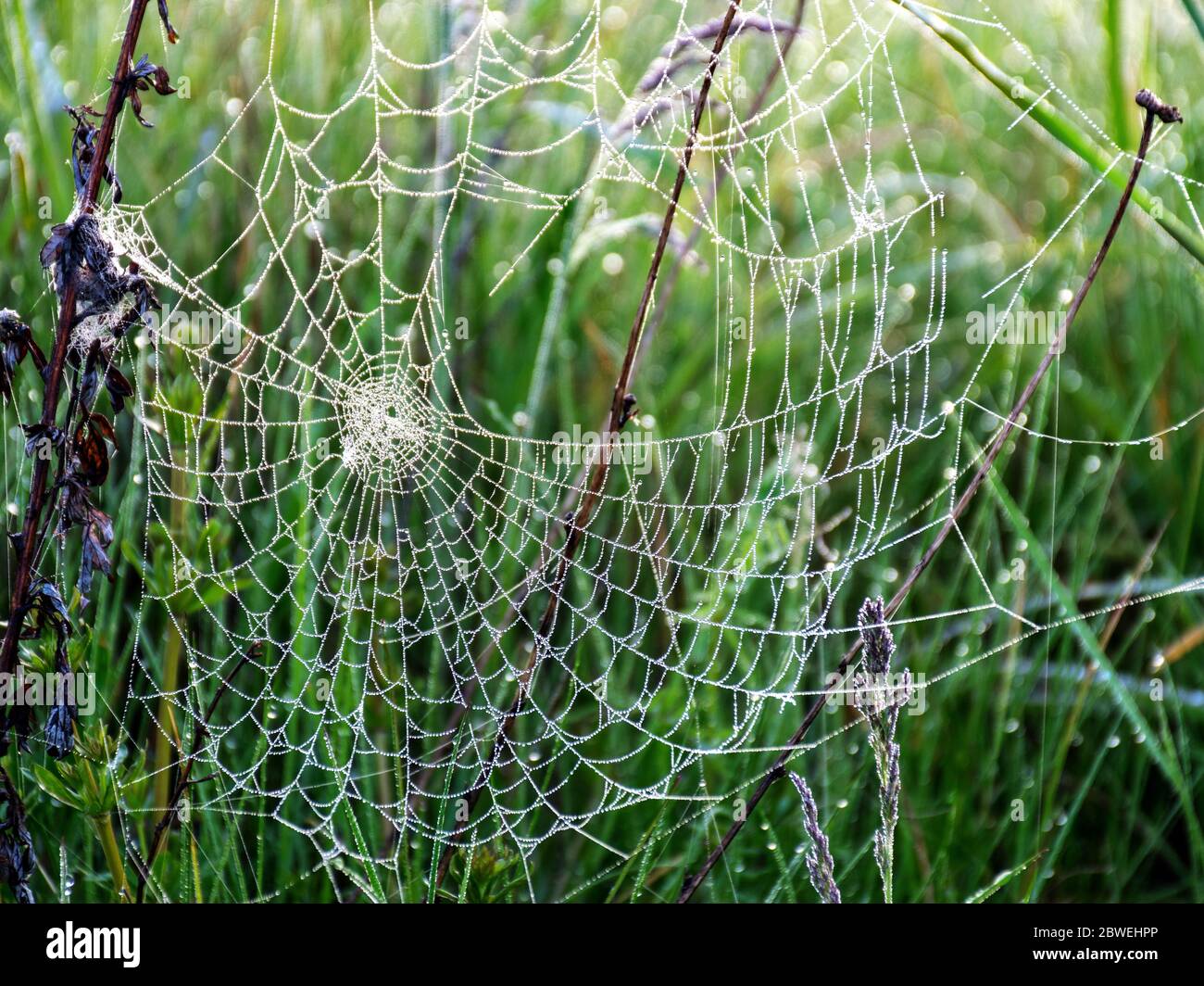 Wrapped up plants hi-res stock photography and images - Alamy