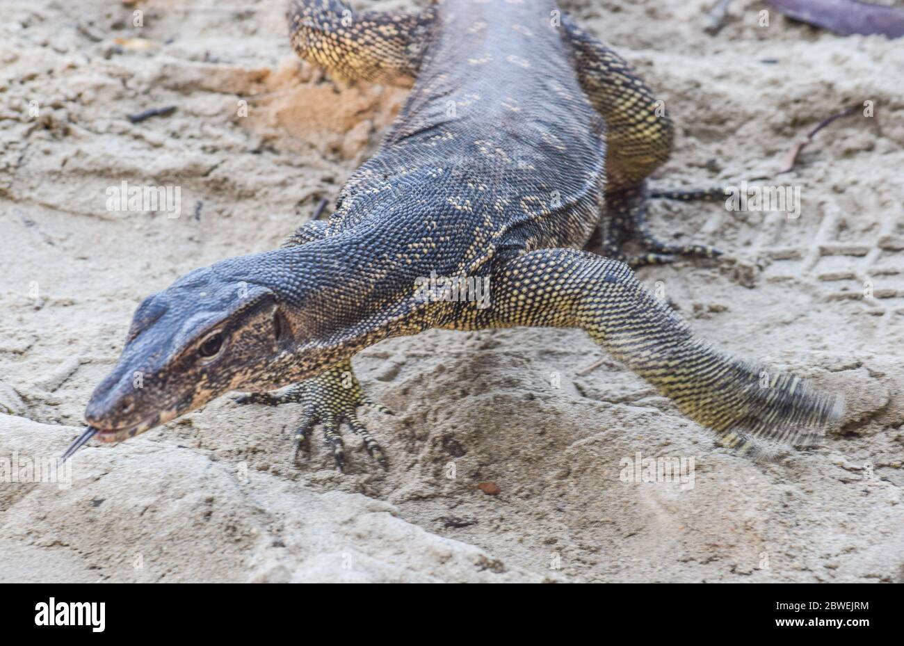 Asian water monitor teeth hi-res stock photography and images - Alamy