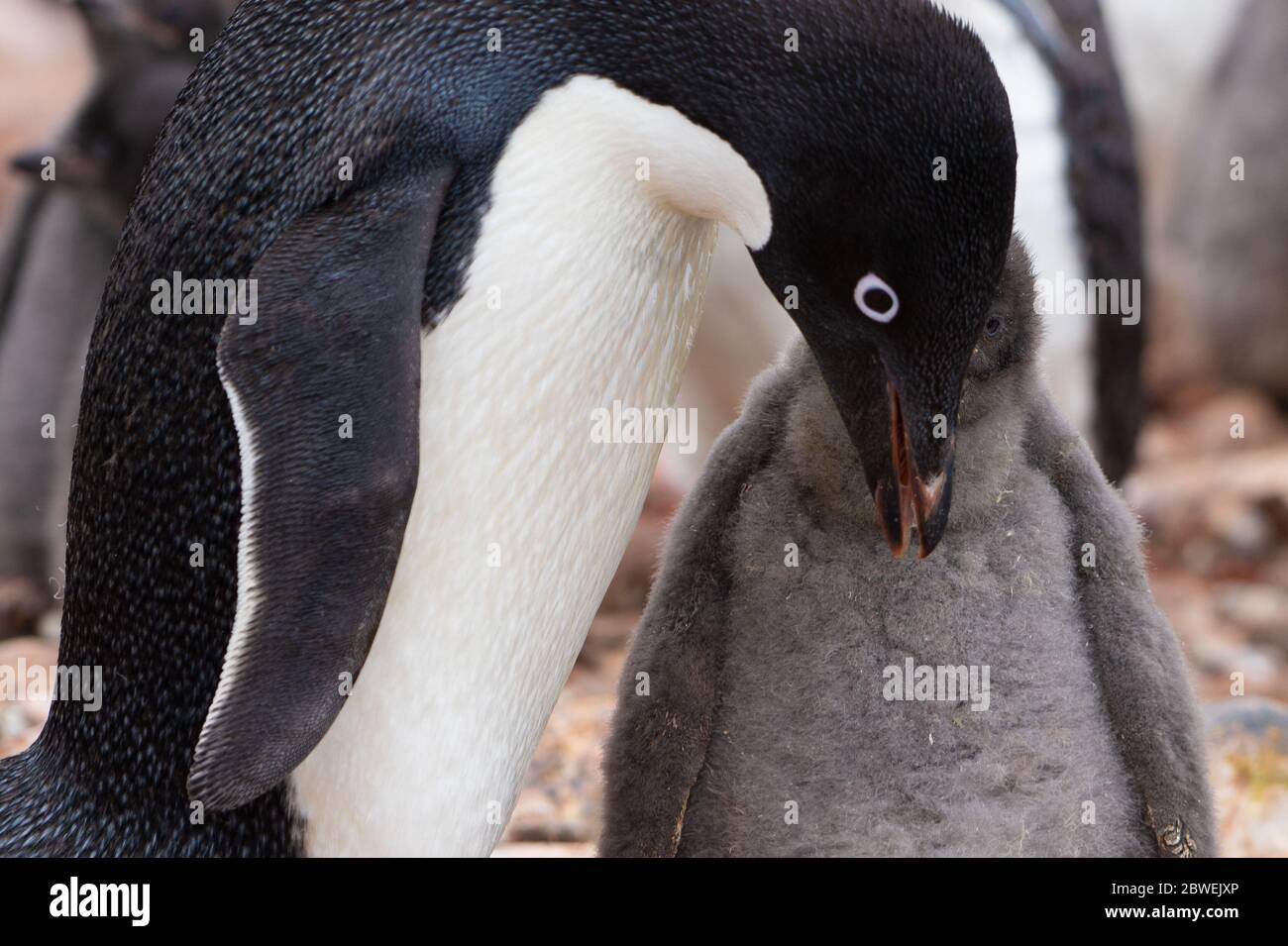 A penguin baby hiding behind the adult one in Antarctica Stock Photo ...