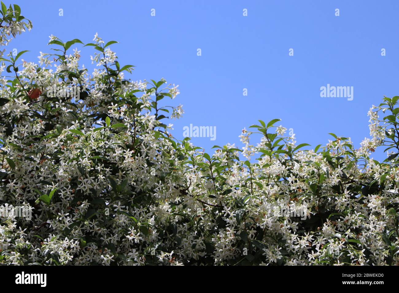 Jasminum Grandiflorum Wall