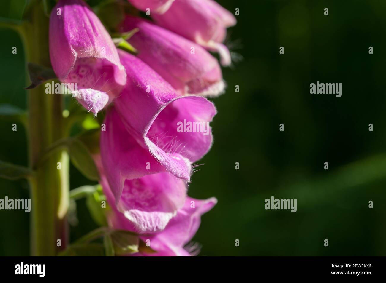 Native wild foxgloves hi-res stock photography and images - Alamy
