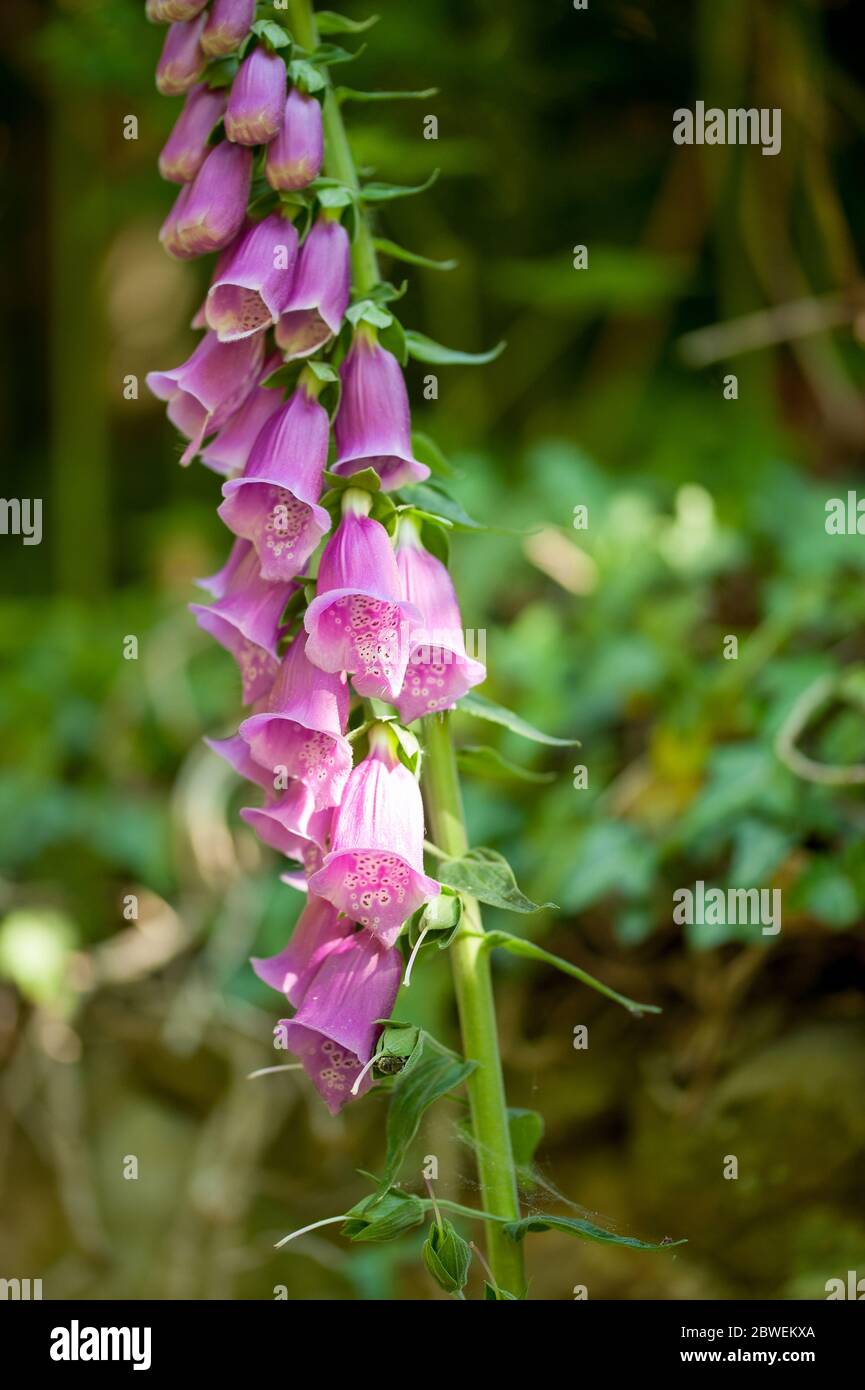 Native wild foxgloves hi-res stock photography and images - Alamy