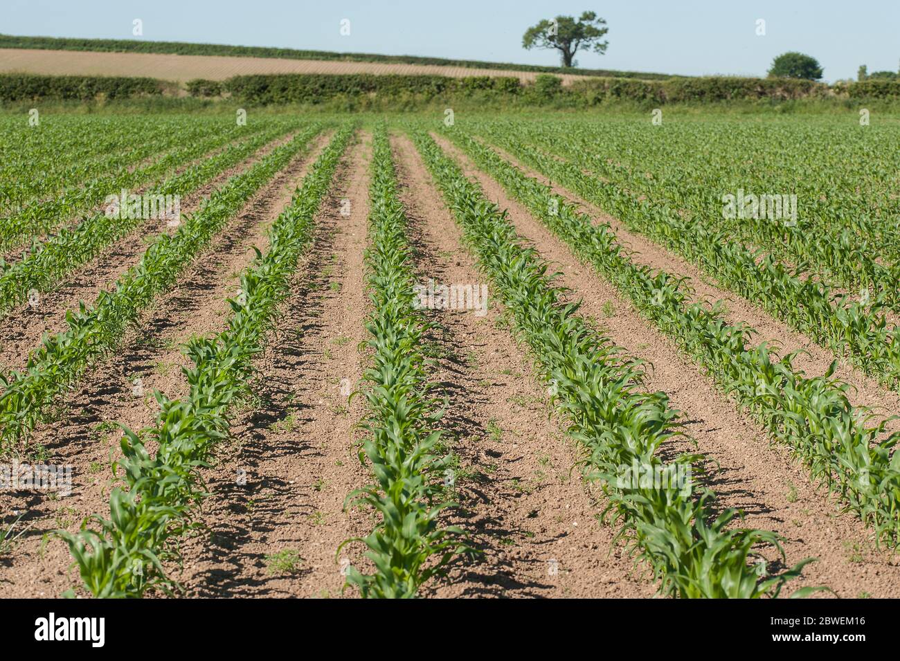 field of maize Stock Photo - Alamy