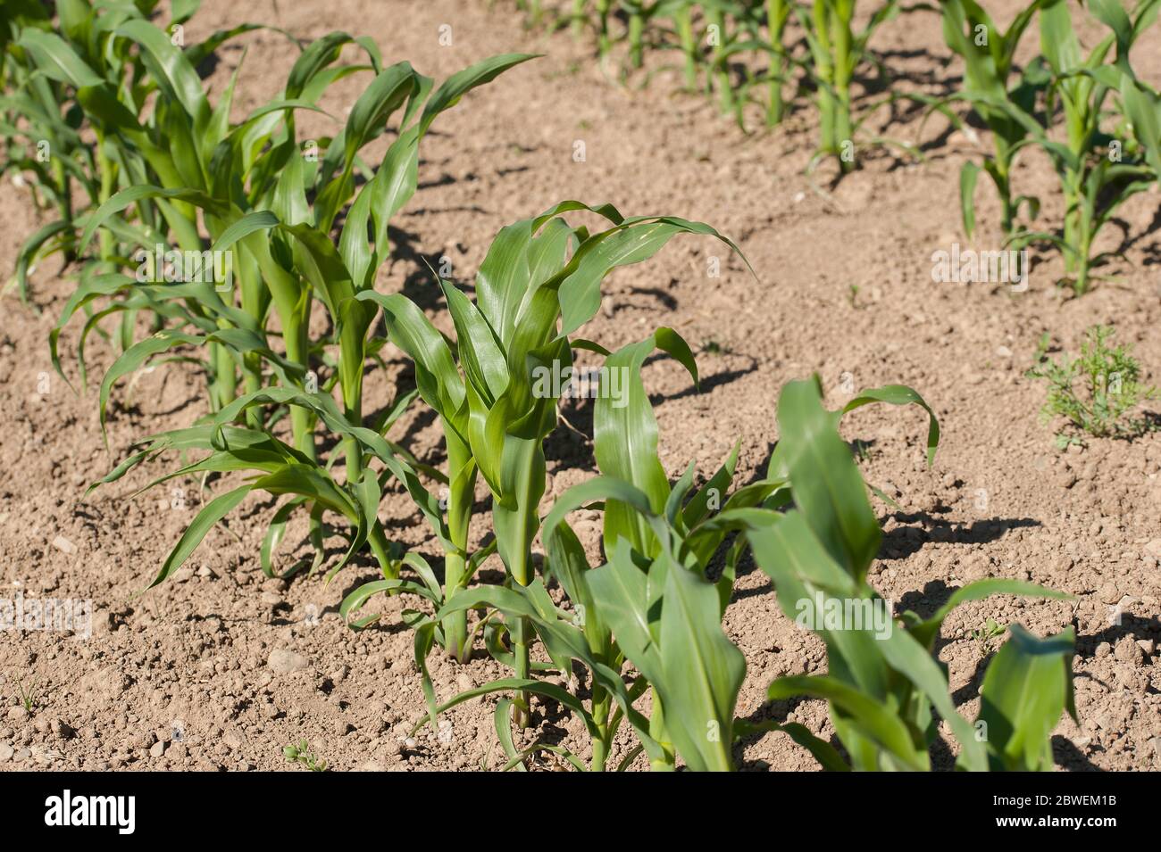 field of maize Stock Photo - Alamy