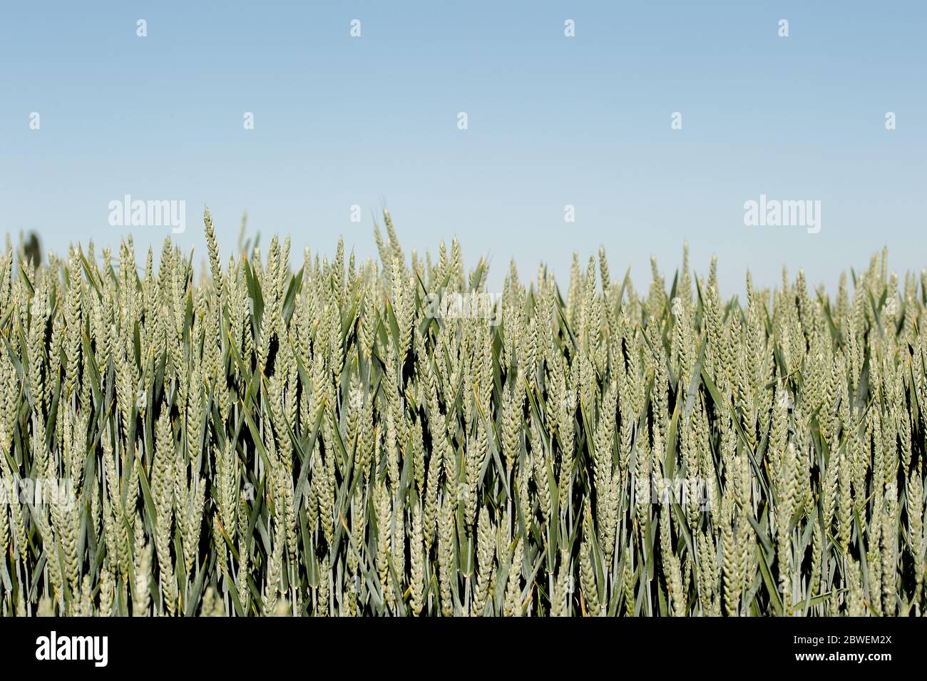 field of early wheat Stock Photo - Alamy