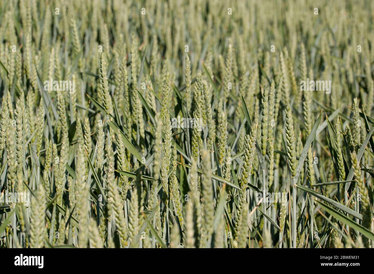 field of early wheat Stock Photo - Alamy