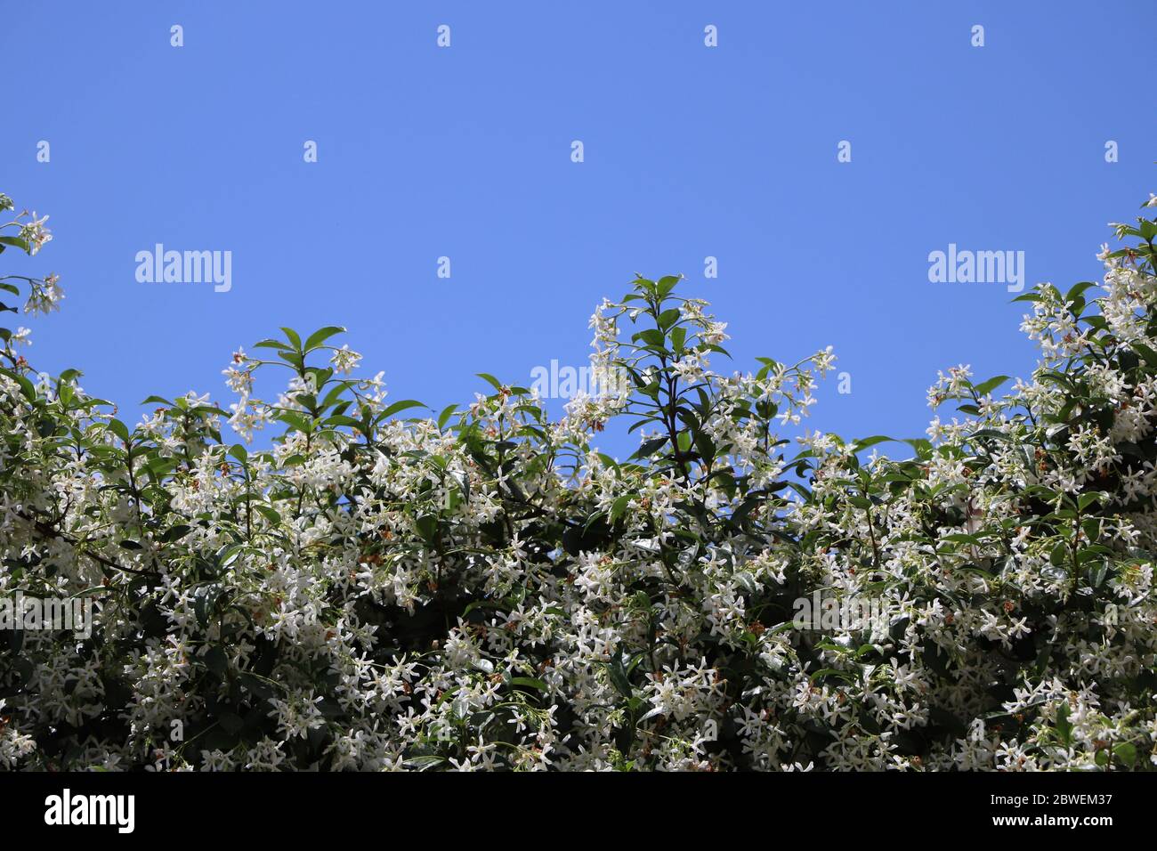 Jasmine flowered wall Stock Photo - Alamy