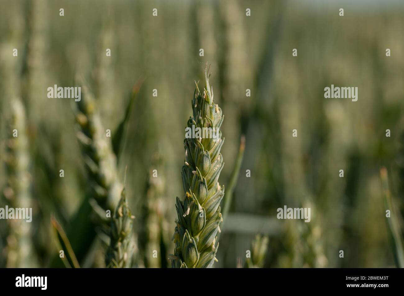 Early farming methods hi-res stock photography and images - Alamy