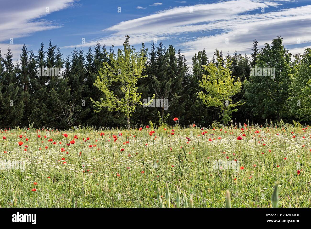 Shades of spring Stock Photo - Alamy