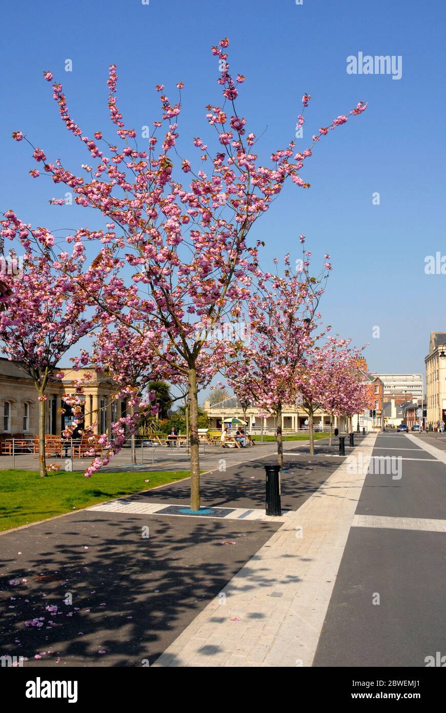 Strand of trees hi-res stock photography and images - Alamy