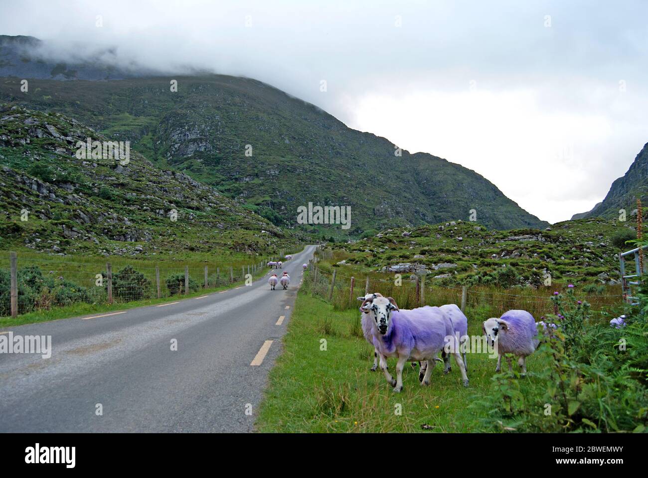 Ireland farm animals animal hi-res stock photography and images - Alamy