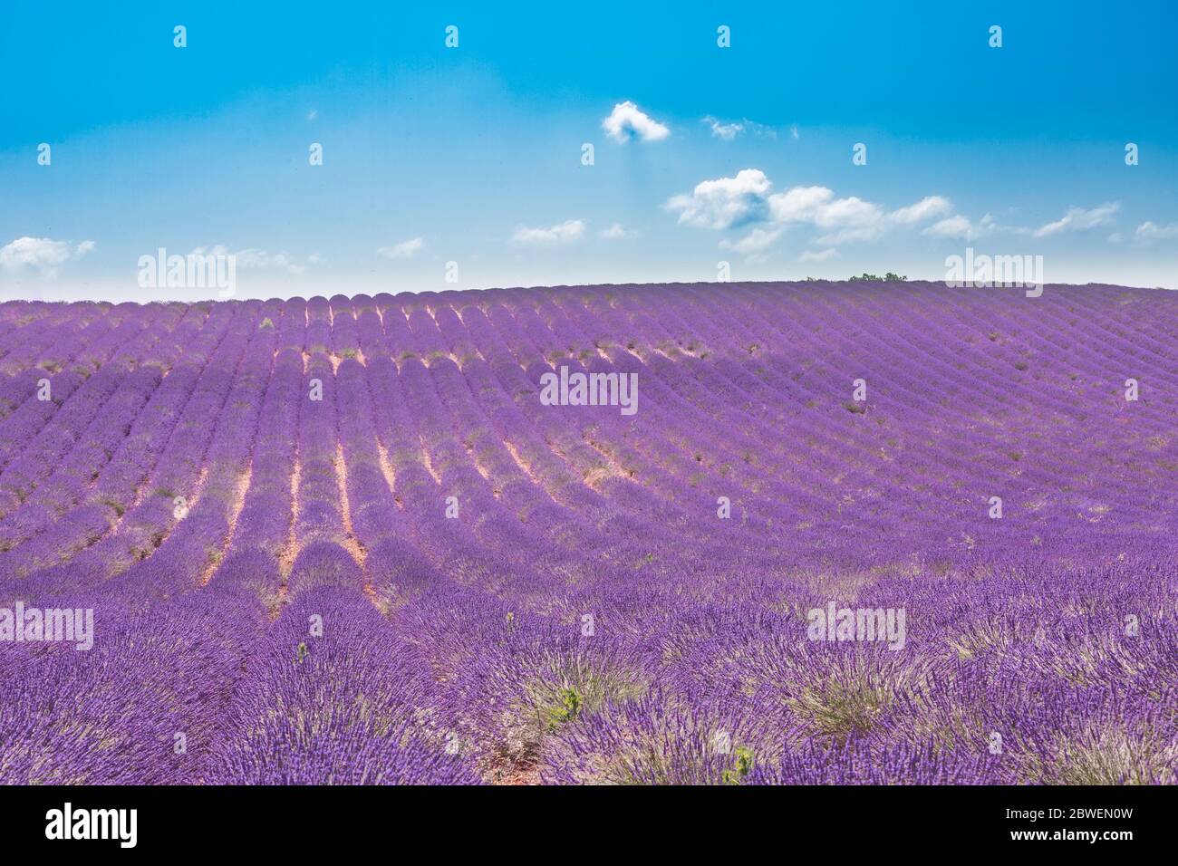 Lavender blooming flower rows under blue sky. Summer landscape scenery ...