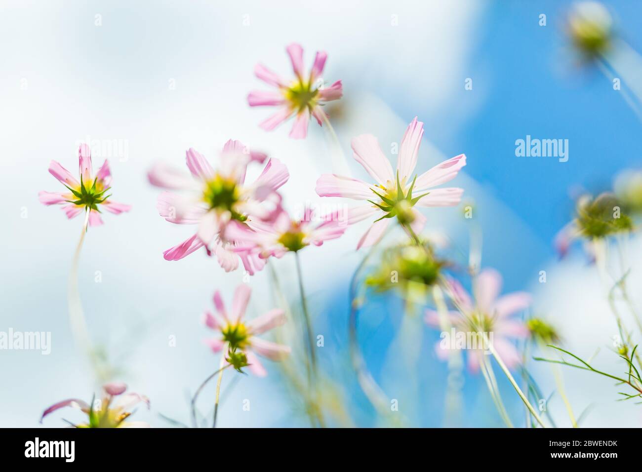 Soft pastel spring grass background hi-res stock photography and images ...