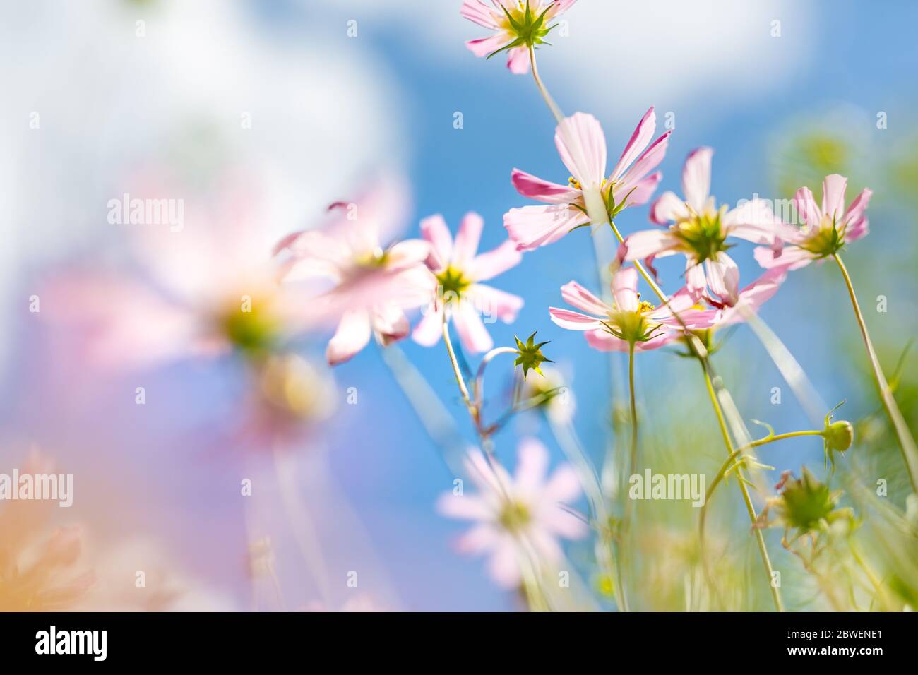 Spring floral backdrop freshness dreamy colorful flowers on light ...