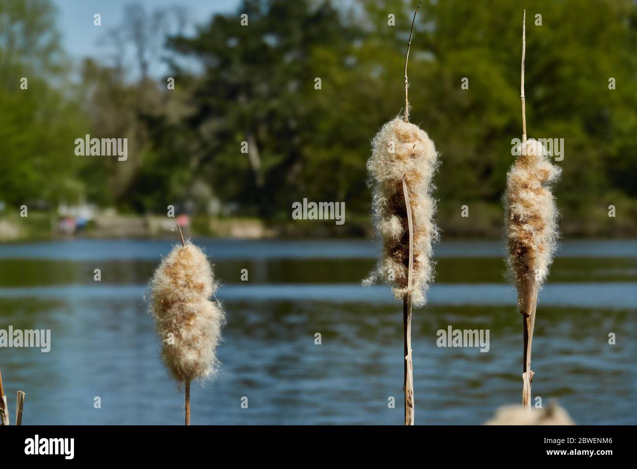 Reed seed stands against an intentionally blurred background with a ...