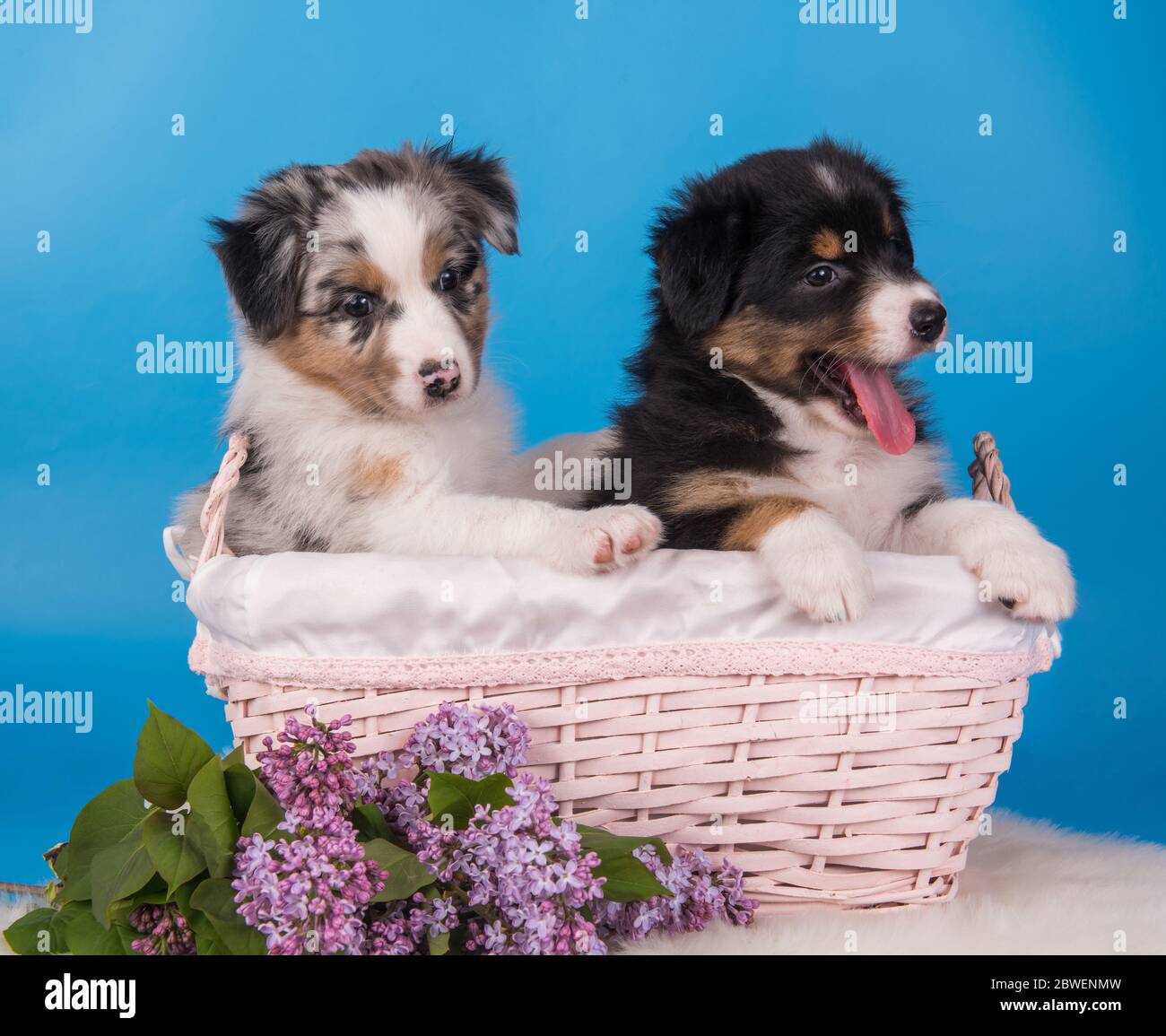 Two Australian Shepherd tan and merle puppies Stock Photo - Alamy