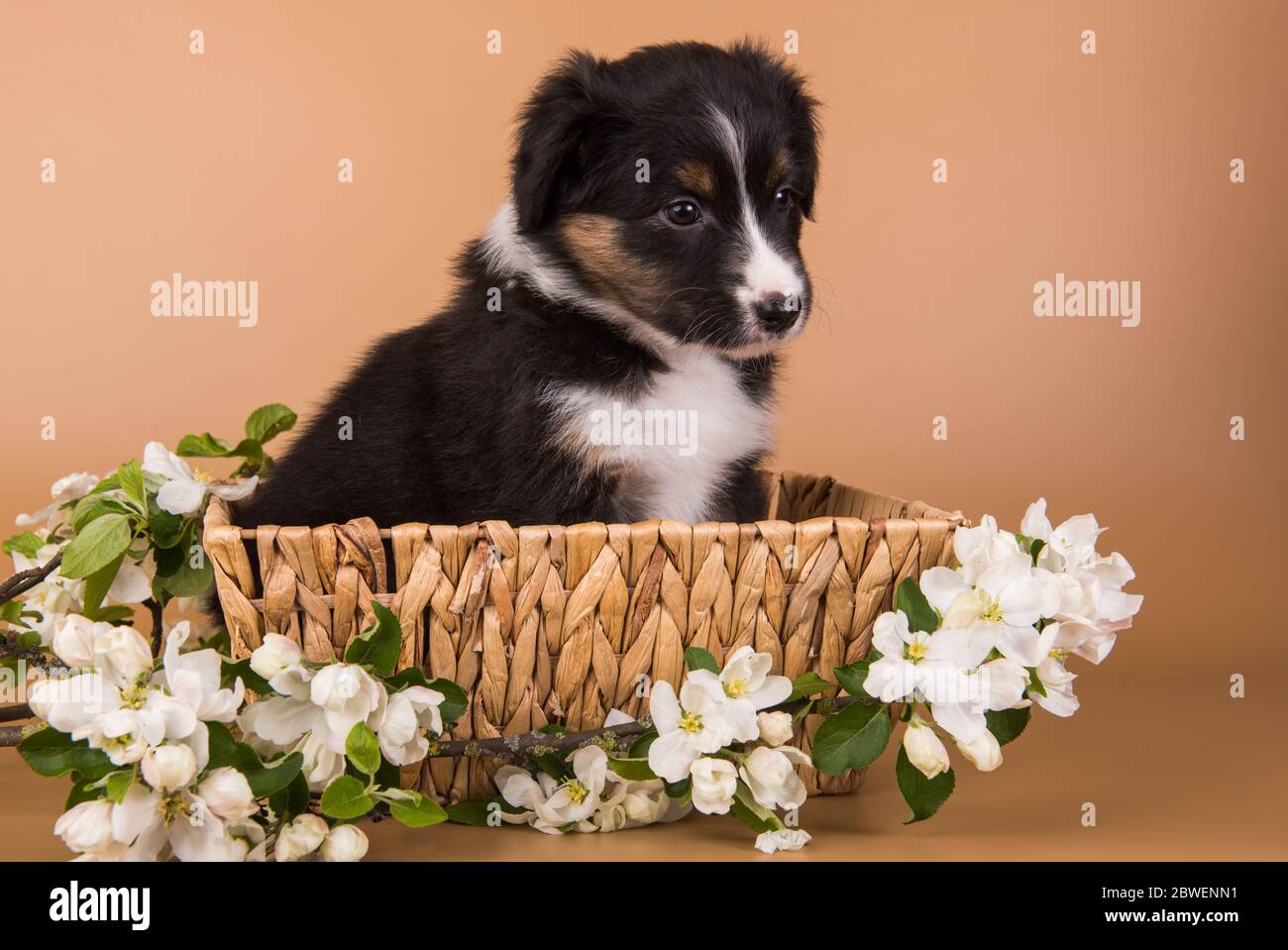Australian shepherd brown hi-res stock photography and images - Alamy