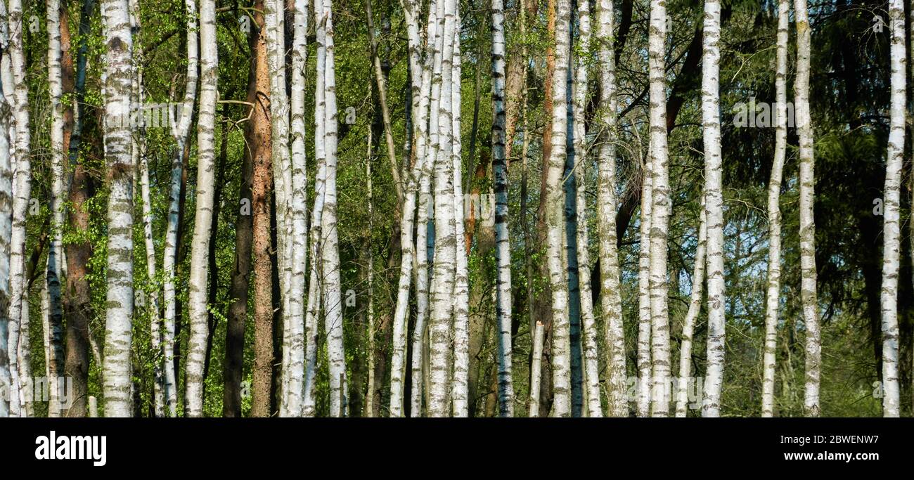 Thin trunks hi-res stock photography and images - Alamy