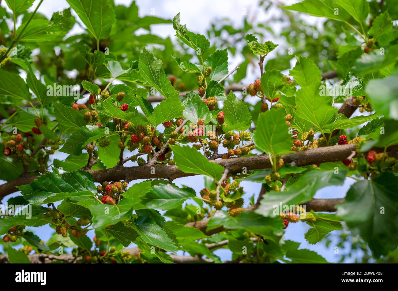 Fresh green and pink organic mulberry fruits Morus nigra . Mulberries ...
