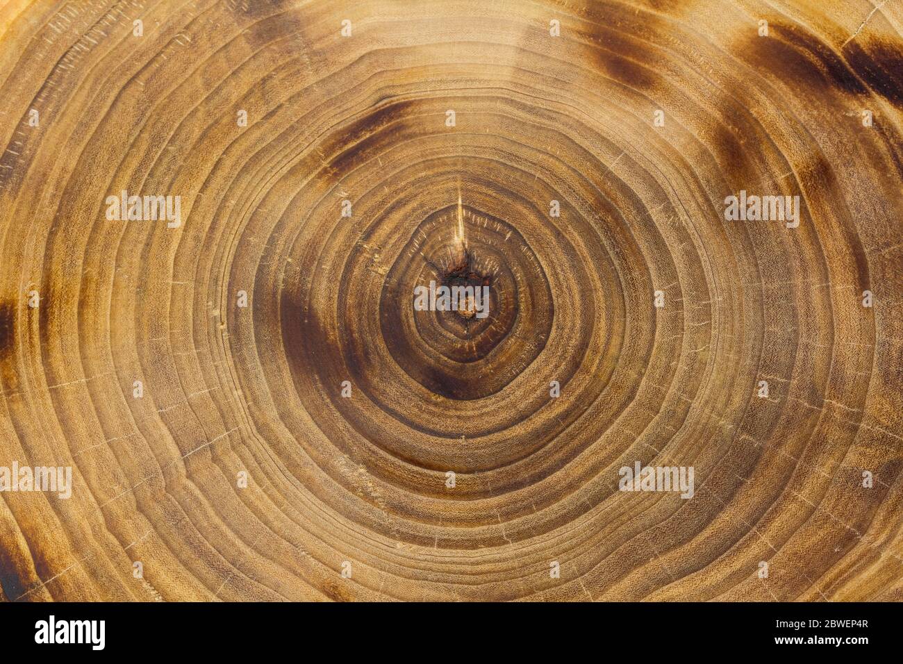 Closeup poplar trunk slice, growth rings. Burnt wood texture Stock ...